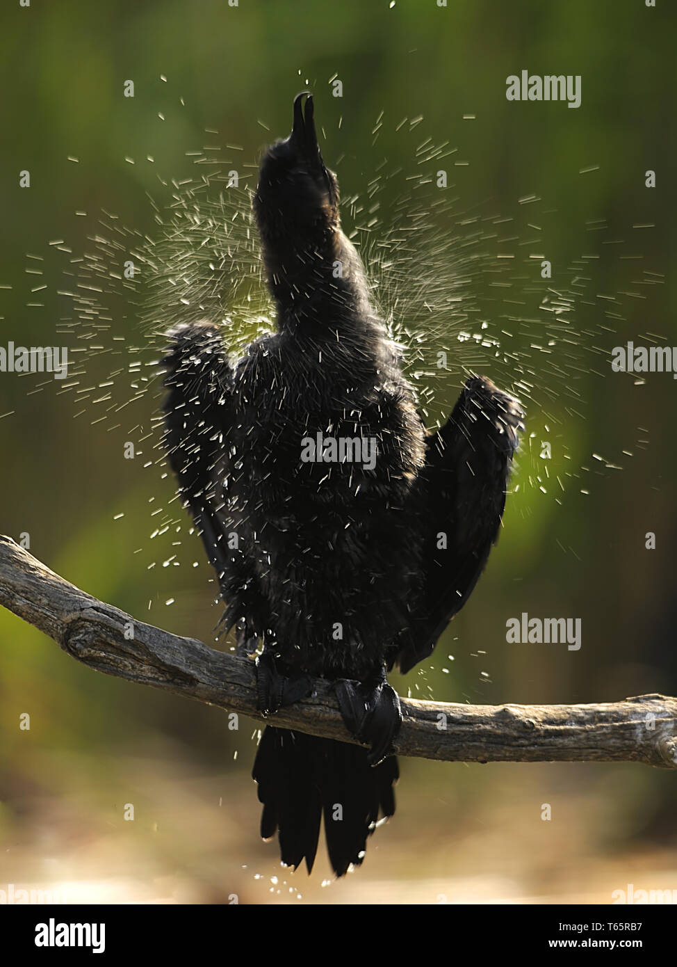 Pygmy Cormorant, Microcarbo pygmaeus Stock Photo - Alamy