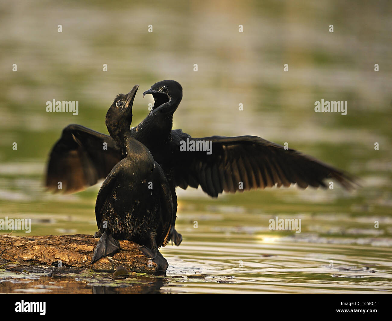 Pygmy Cormorant, Microcarbo pygmaeus Stock Photo - Alamy