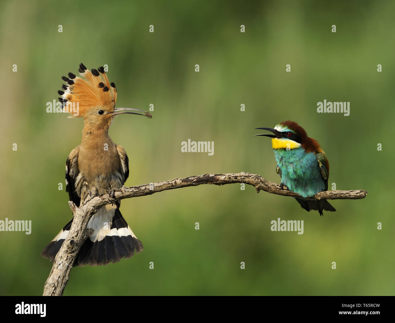 European Bee-eater, Merops apiaster Stock Photo - Alamy