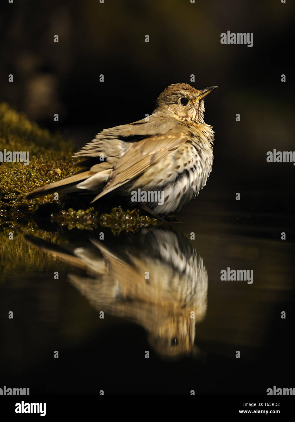 Throstle hi-res stock photography and images - Alamy