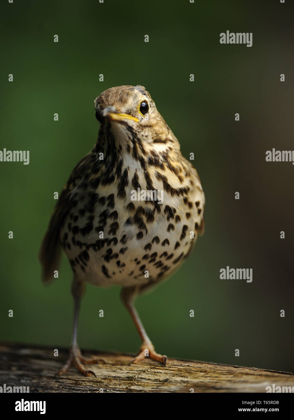 Throstle hi-res stock photography and images - Alamy