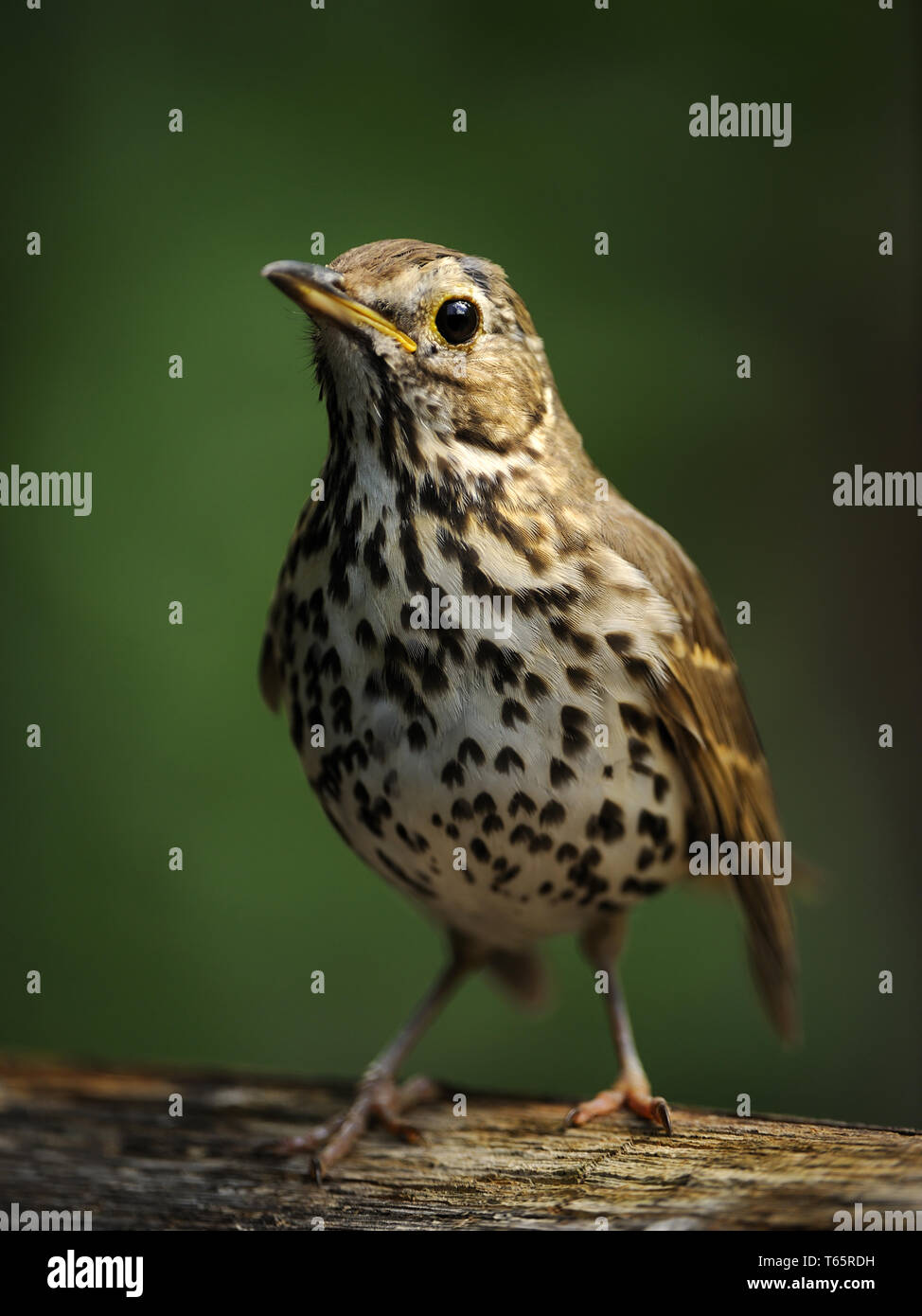 Throstle hi-res stock photography and images - Alamy