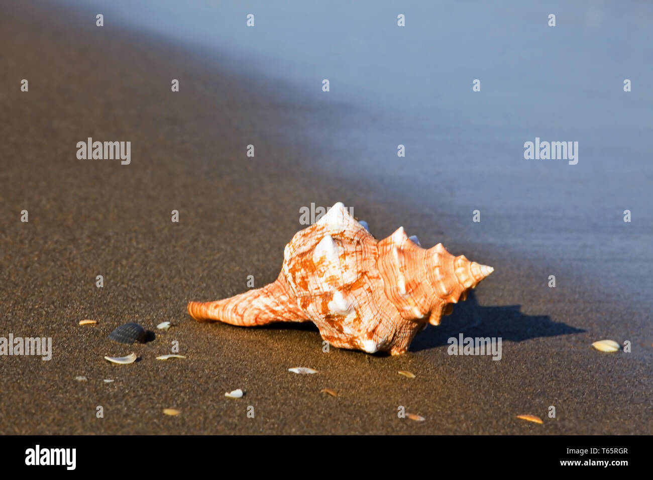 Sandy beach with Mussels Stock Photo - Alamy