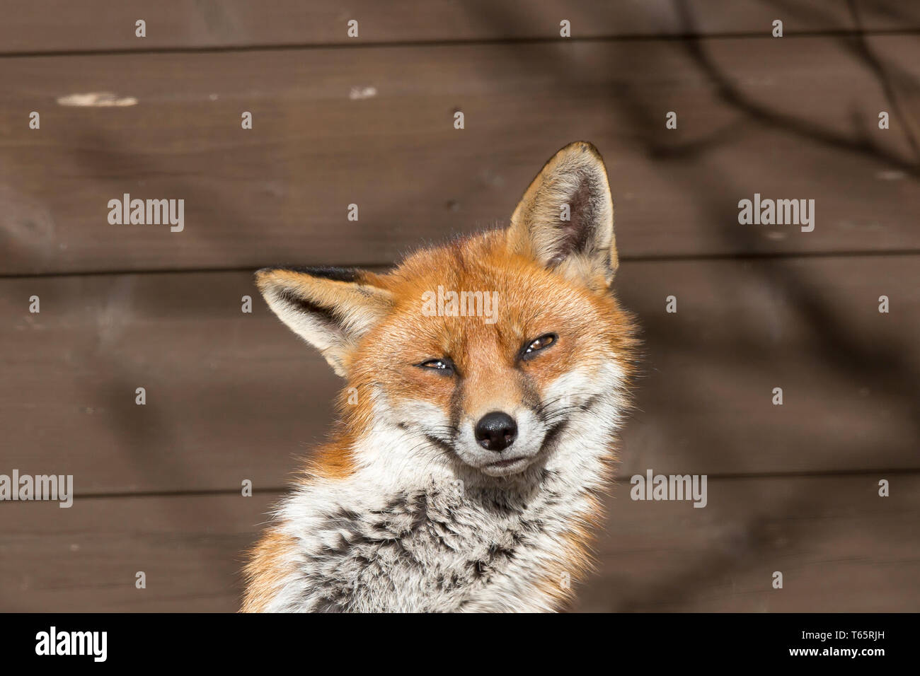 Wallpapers Funny Fox Face