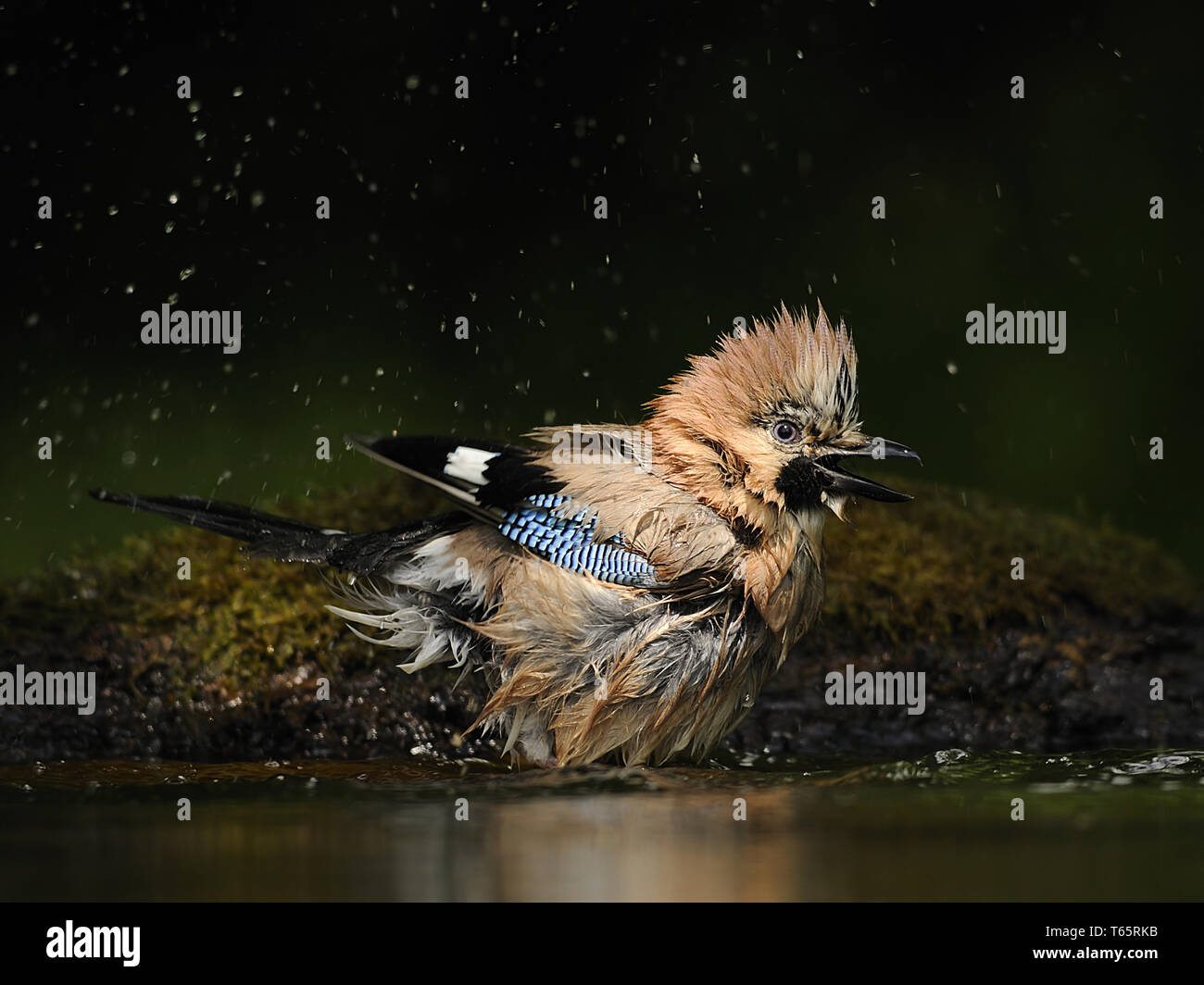 Jay corvidae birds garrulus glandarius hi-res stock photography and ...