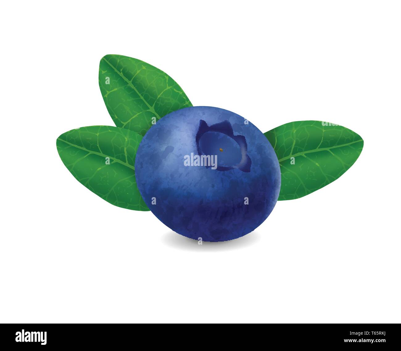 Blueberry isolated on white background. Realistic illustration Stock ...