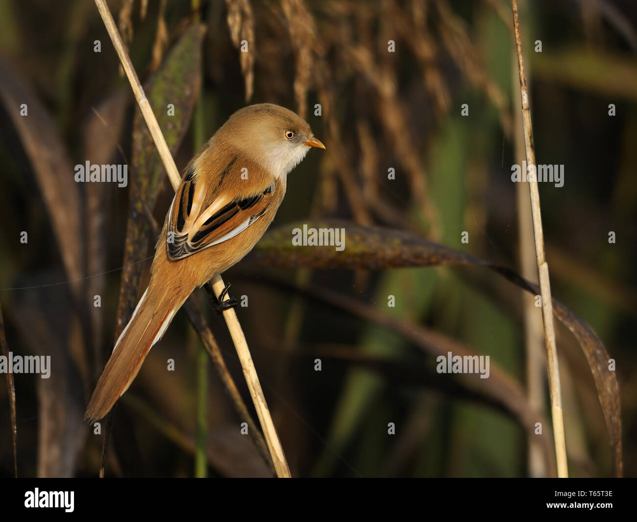 Bearded Reedling, Panurus biarmicus Stock Photo - Alamy