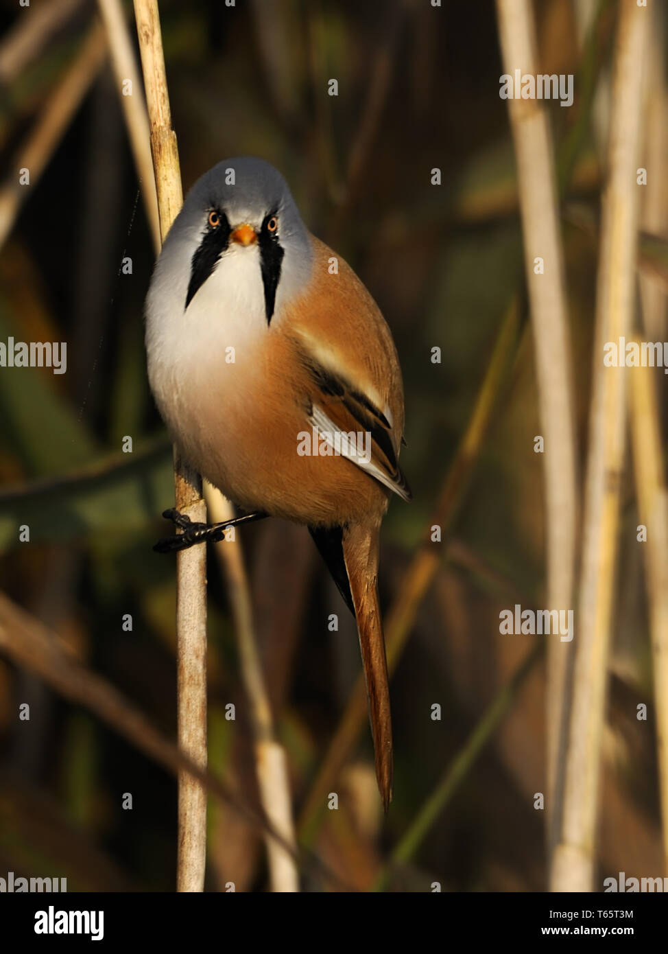 Bearded Reedling, Panurus biarmicus Stock Photo - Alamy