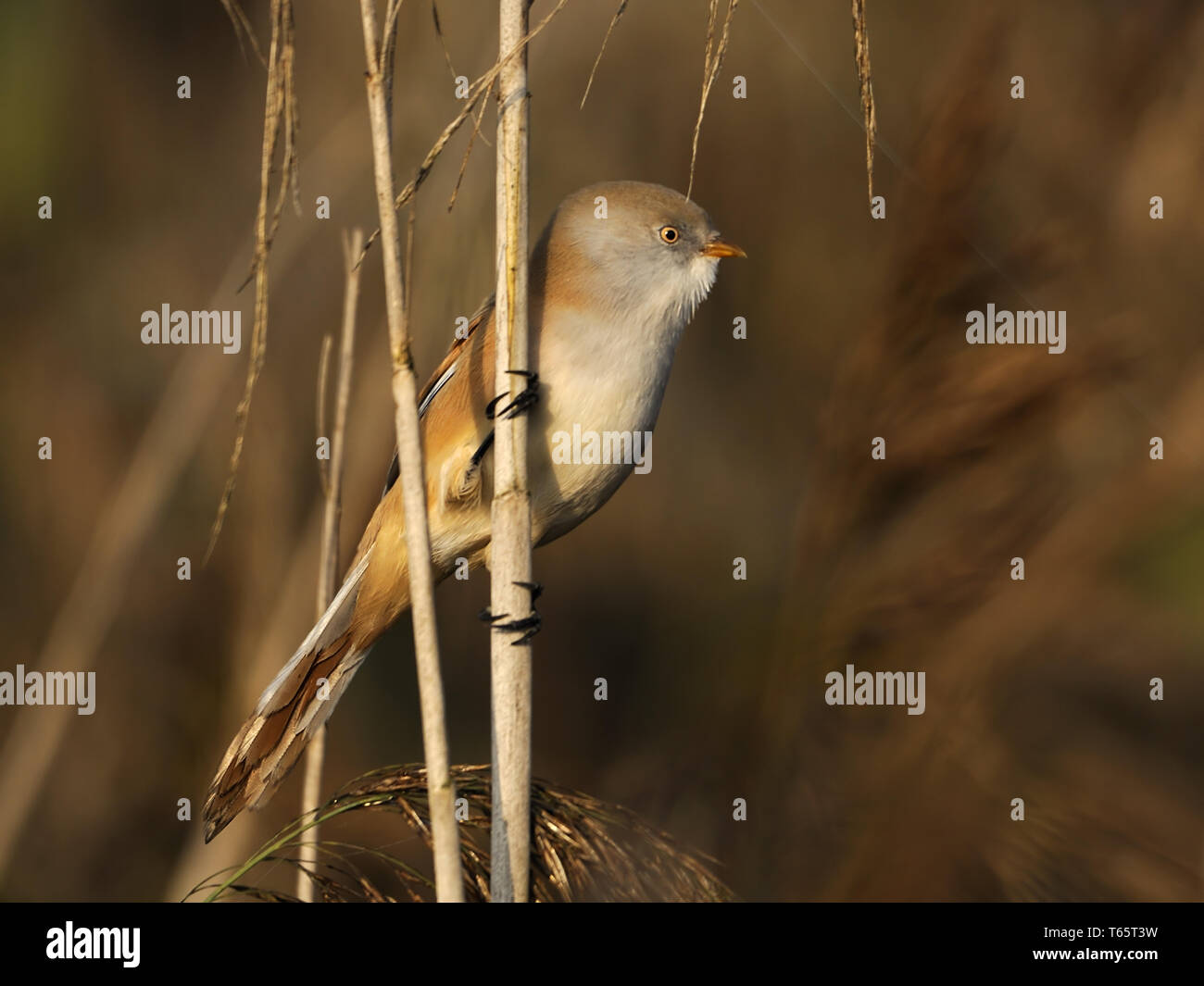 Bearded Reedling, Panurus biarmicus Stock Photo - Alamy