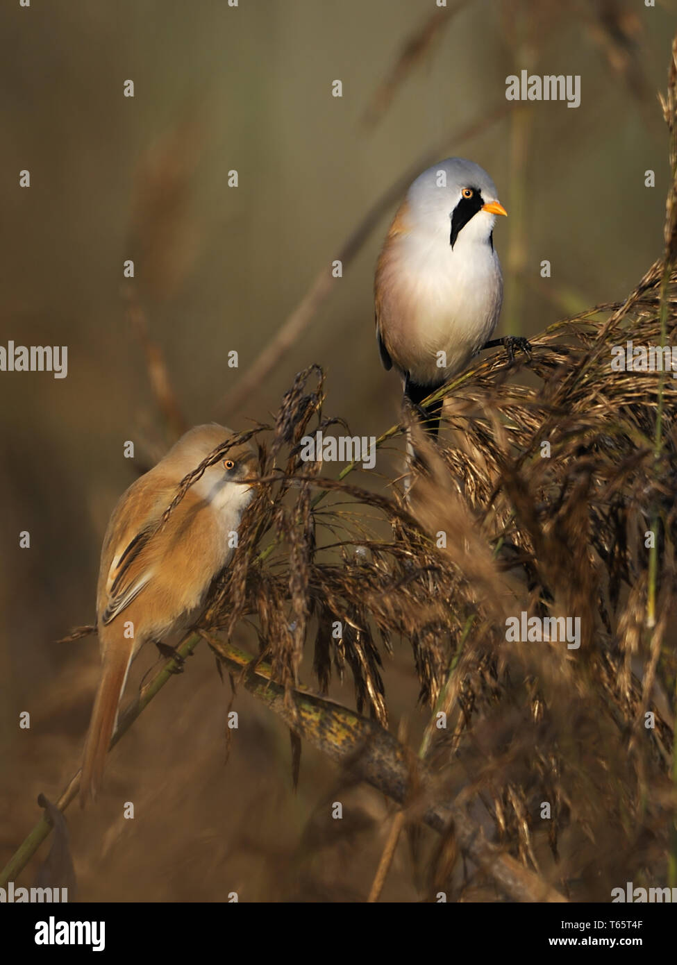 Bearded Reedling, Panurus biarmicus Stock Photo - Alamy