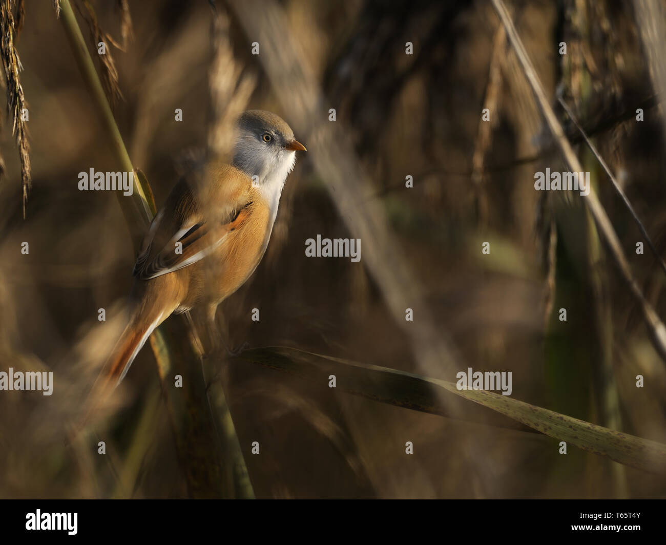 Bearded Reedling, Panurus biarmicus Stock Photo - Alamy