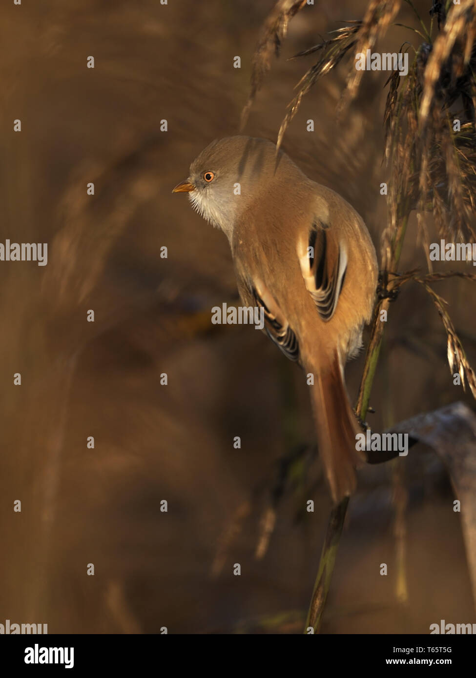 Bearded Reedling, Panurus biarmicus Stock Photo - Alamy