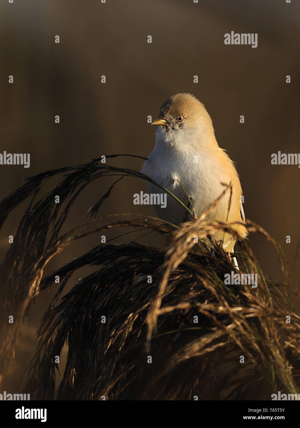 Bearded Reedling, Panurus biarmicus Stock Photo - Alamy