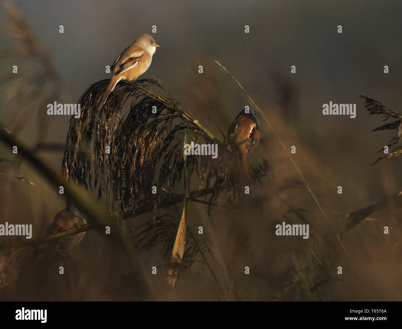 Bearded Reedling, Panurus biarmicus Stock Photo - Alamy
