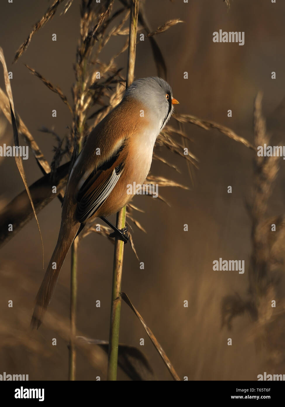 Bearded Reedling, Panurus biarmicus Stock Photo - Alamy