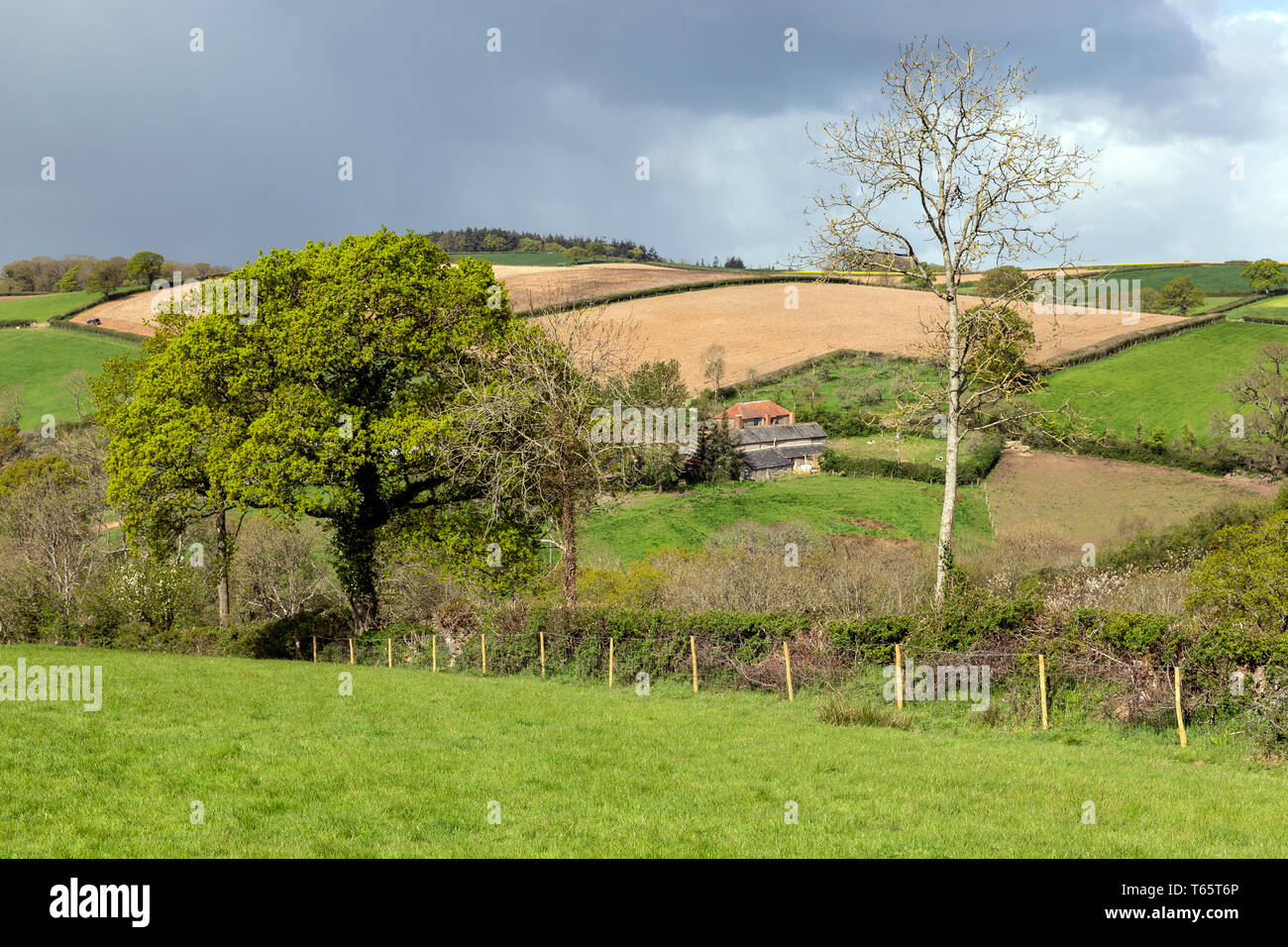 Devon hedgebank hi-res stock photography and images - Alamy