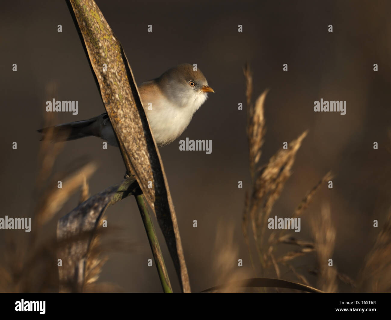 Bearded Reedling, Panurus biarmicus Stock Photo - Alamy