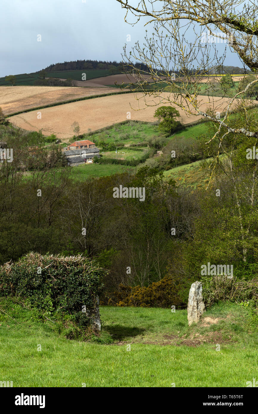 Devon fields,Devon fields and hedgerows,oak trees,A Devon hedge, a ...