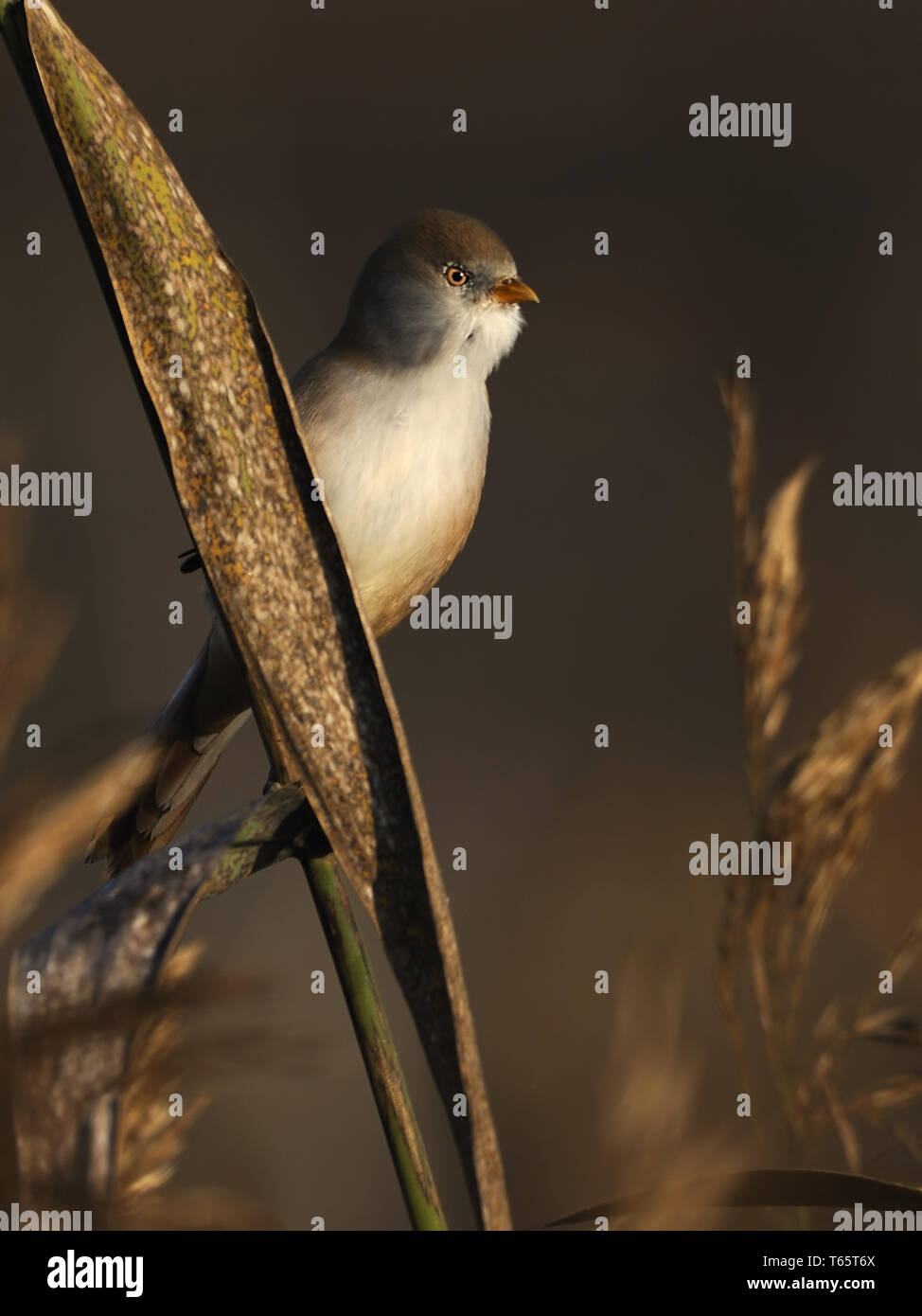 Bearded Reedling, Panurus biarmicus Stock Photo - Alamy
