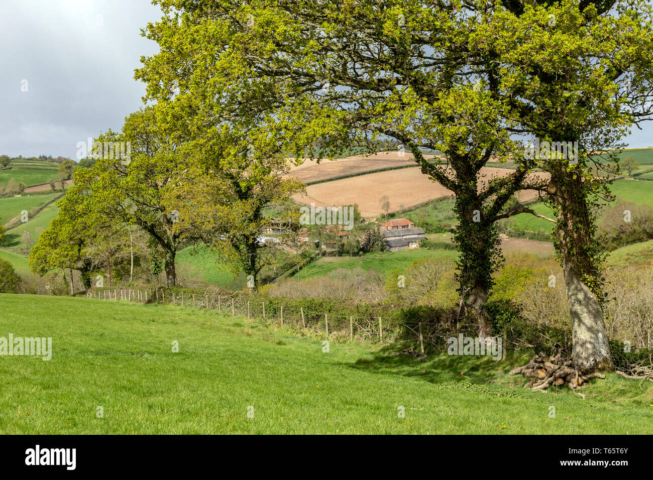 Over the hedge animals hi-res stock photography and images - Alamy