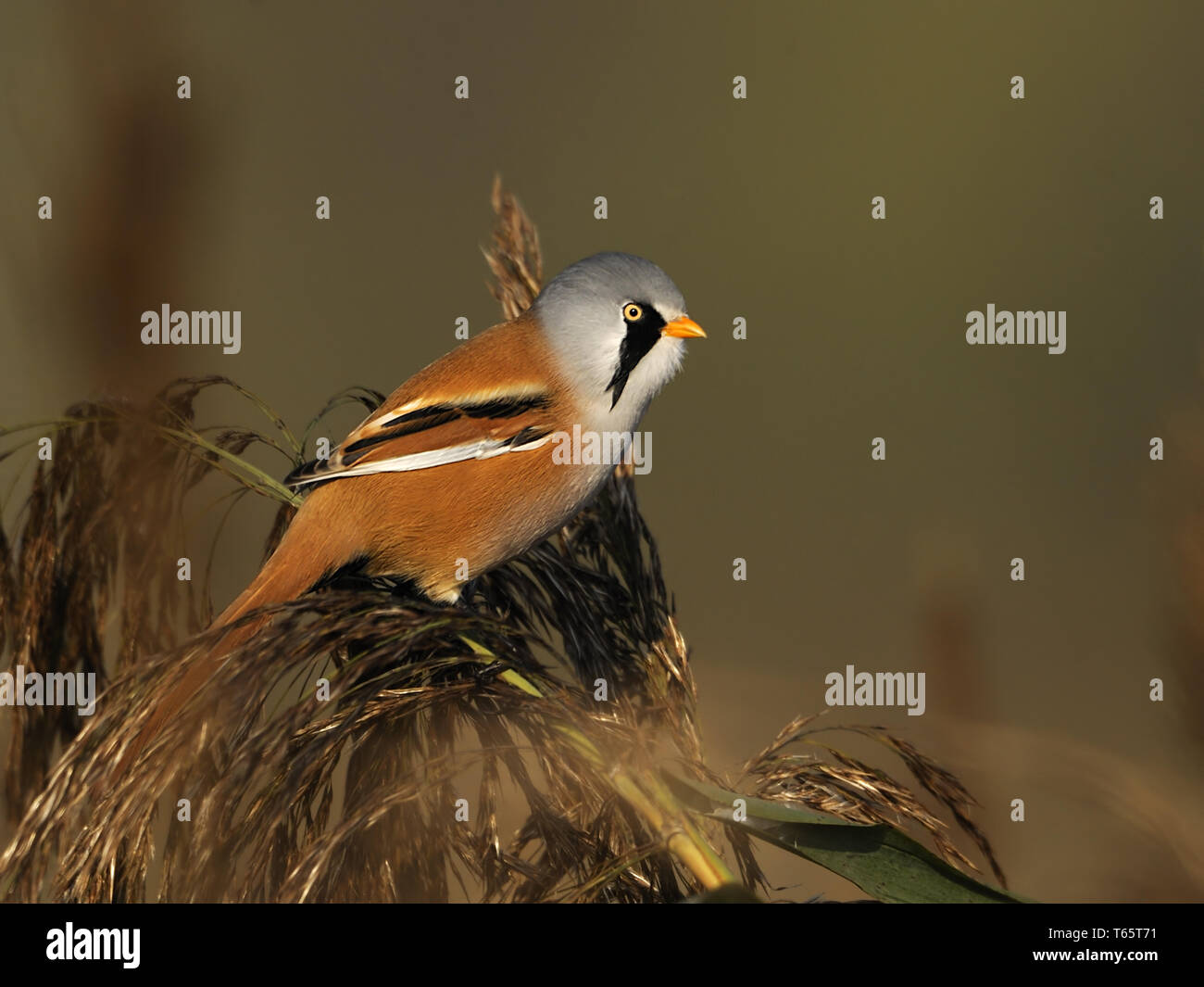 Bearded Reedling, Panurus biarmicus Stock Photo - Alamy
