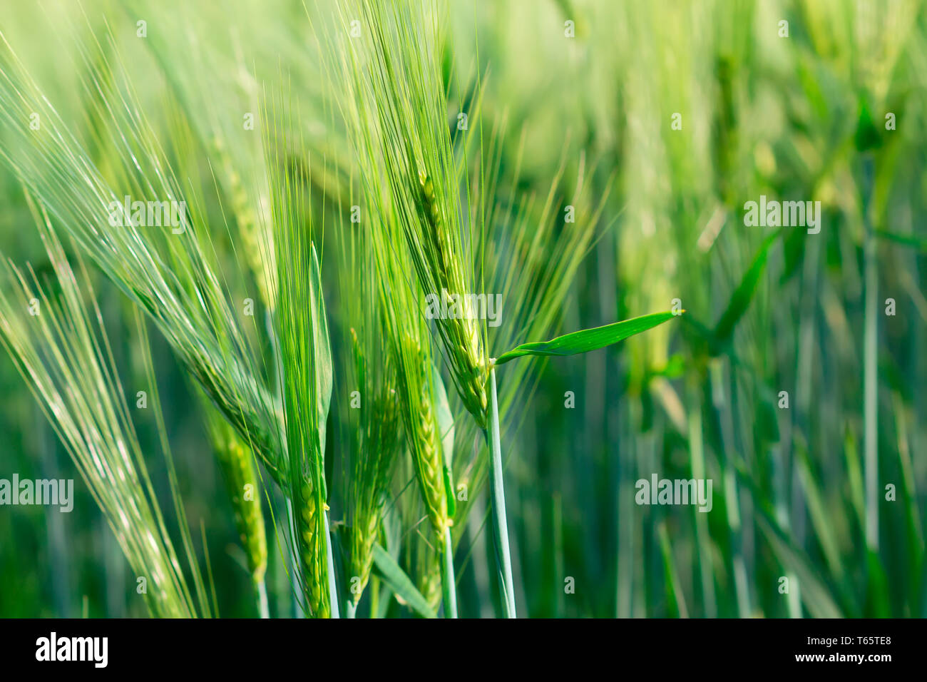 detail of organic green spring grains Stock Photo - Alamy