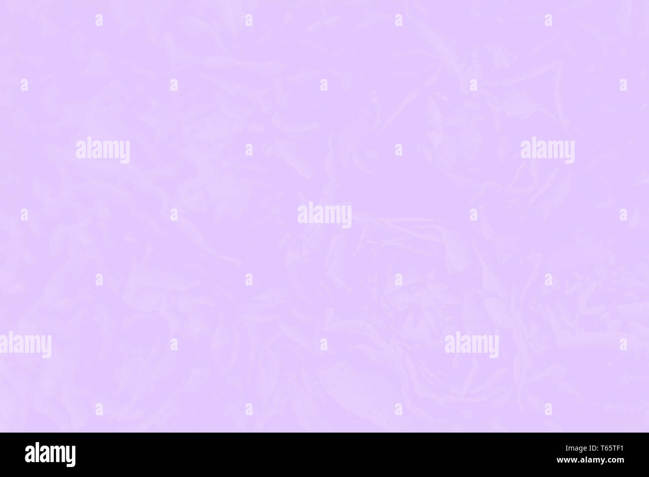 Light violet purple color background with a delicate rose floral ...