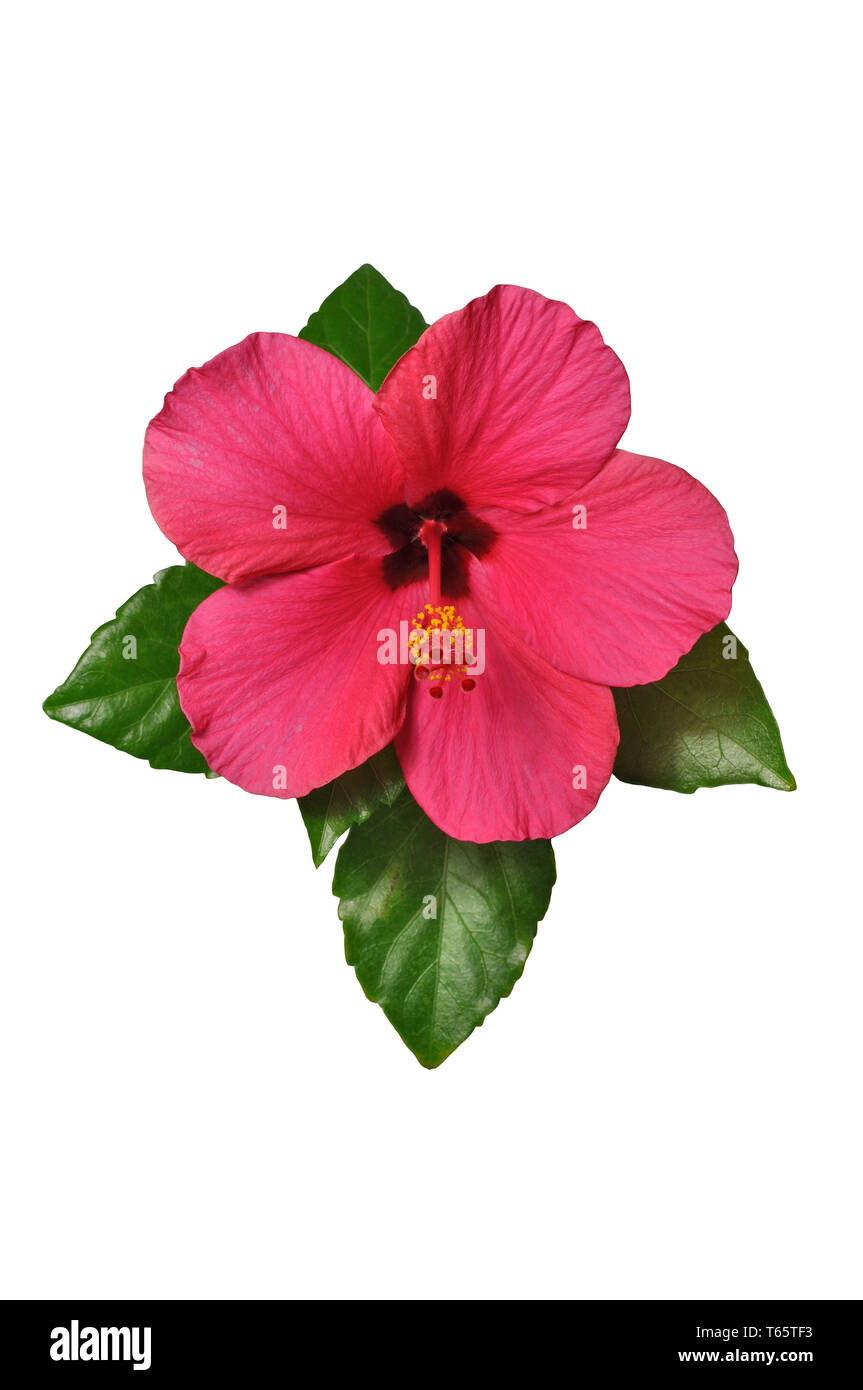 Hibiscus flower Cut Out Stock Images & Pictures - Alamy