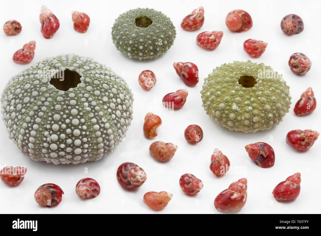 Three sea urchins hi-res stock photography and images - Alamy