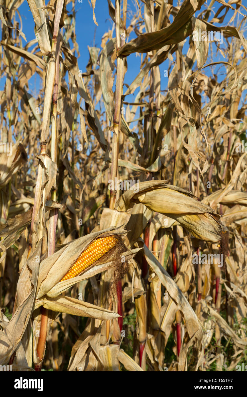 field of maize, Bavaria, Germany Stock Photo - Alamy