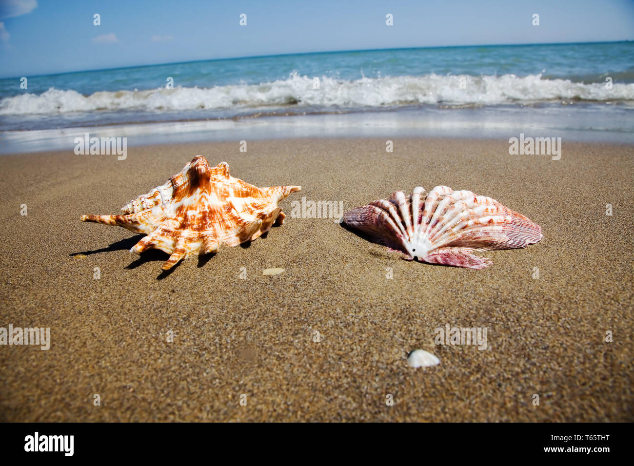 Sandy beach with Mussels Stock Photo - Alamy