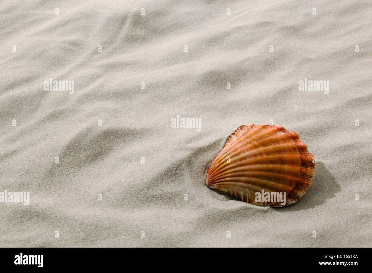 Sandy beach with Mussels Stock Photo - Alamy