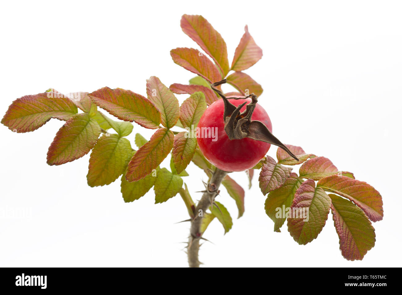 Dog roses seed hi-res stock photography and images - Alamy
