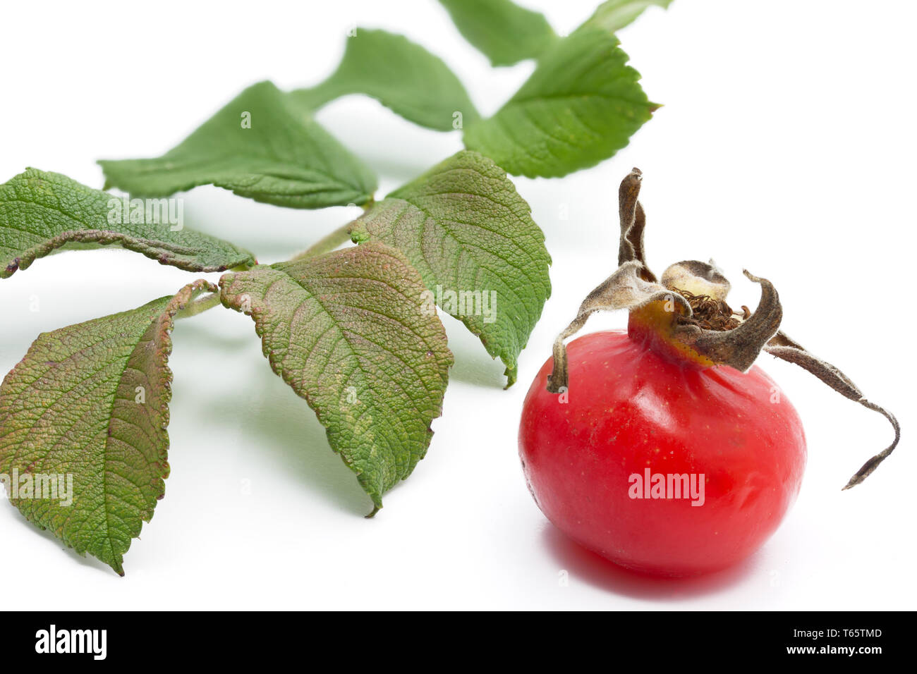 Dog roses seed hi-res stock photography and images - Alamy