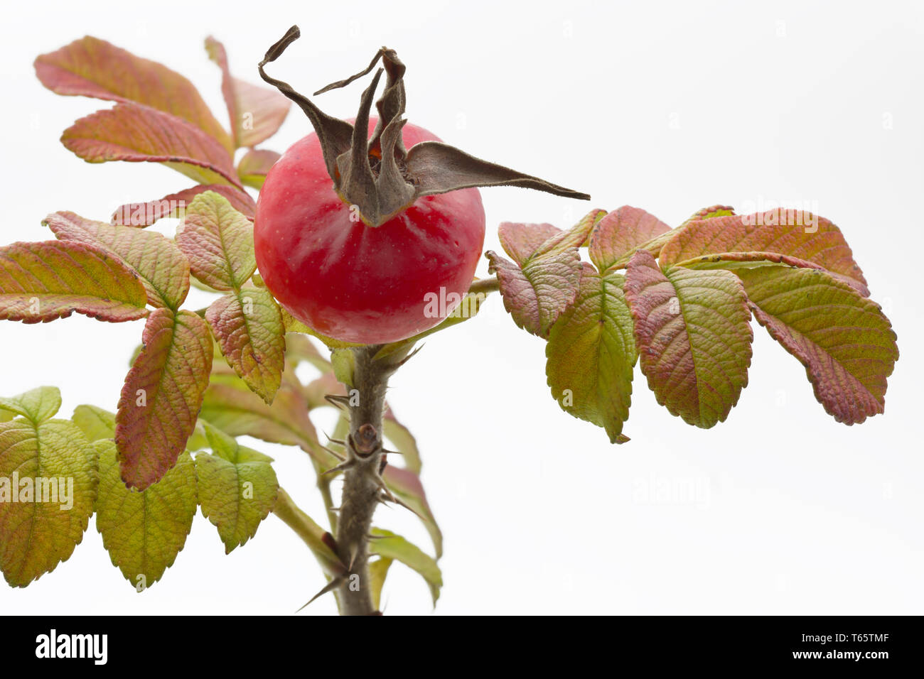 Rosehip or dog rose, Rosa canina Stock Photo - Alamy