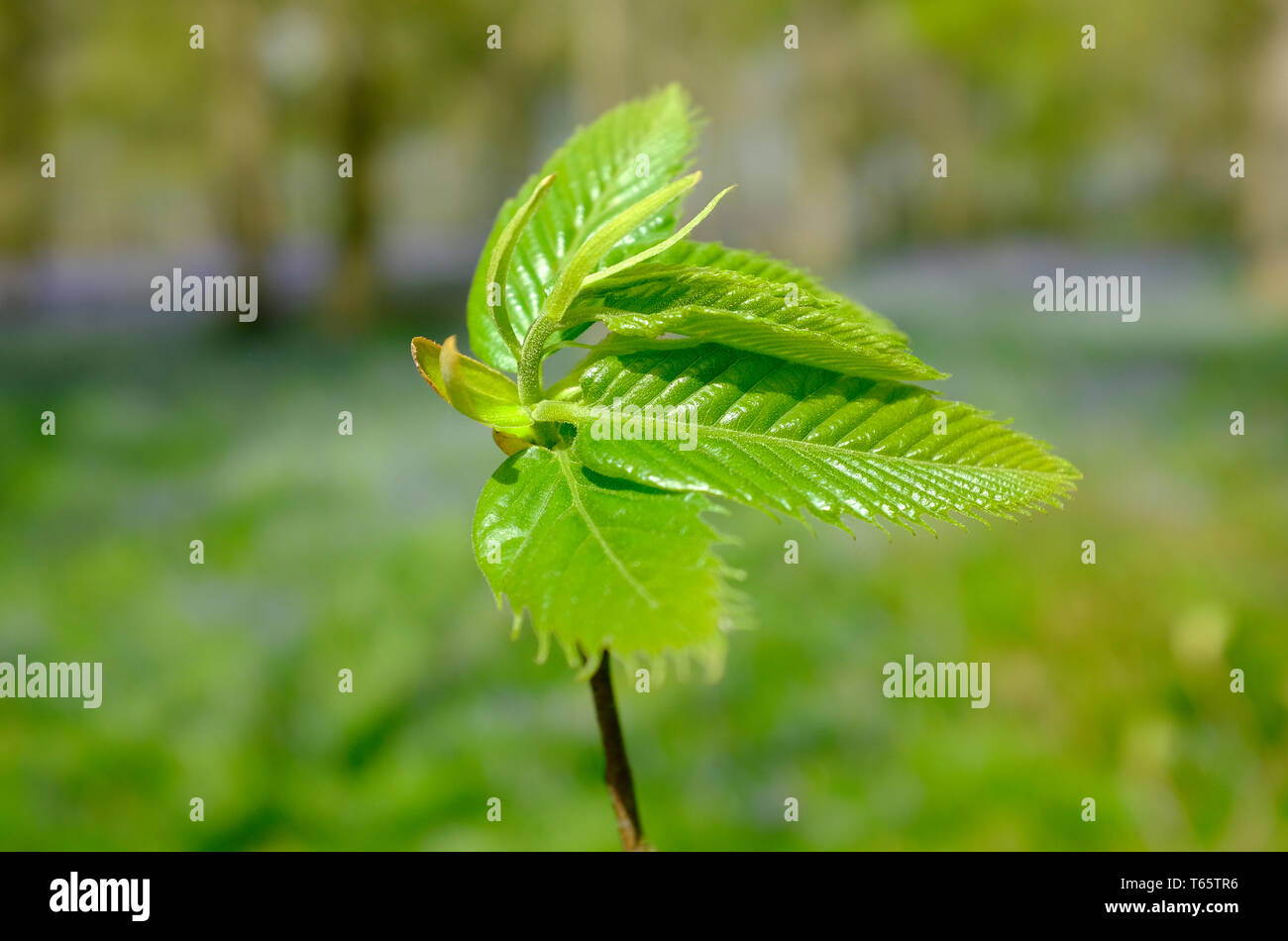 Unfolding hi-res stock photography and images - Alamy
