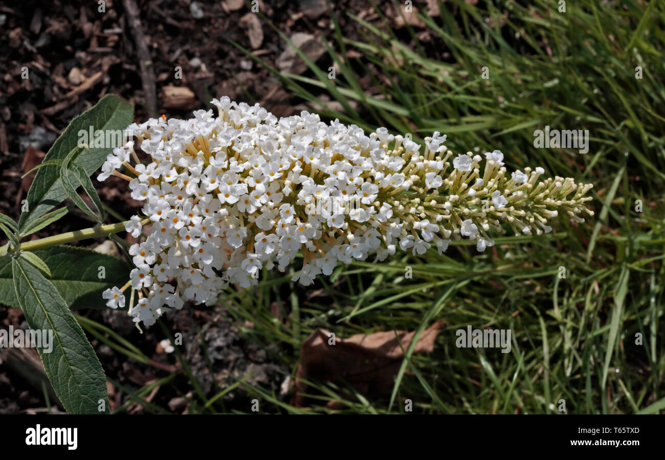 Budleia davidii hi-res stock photography and images - Alamy