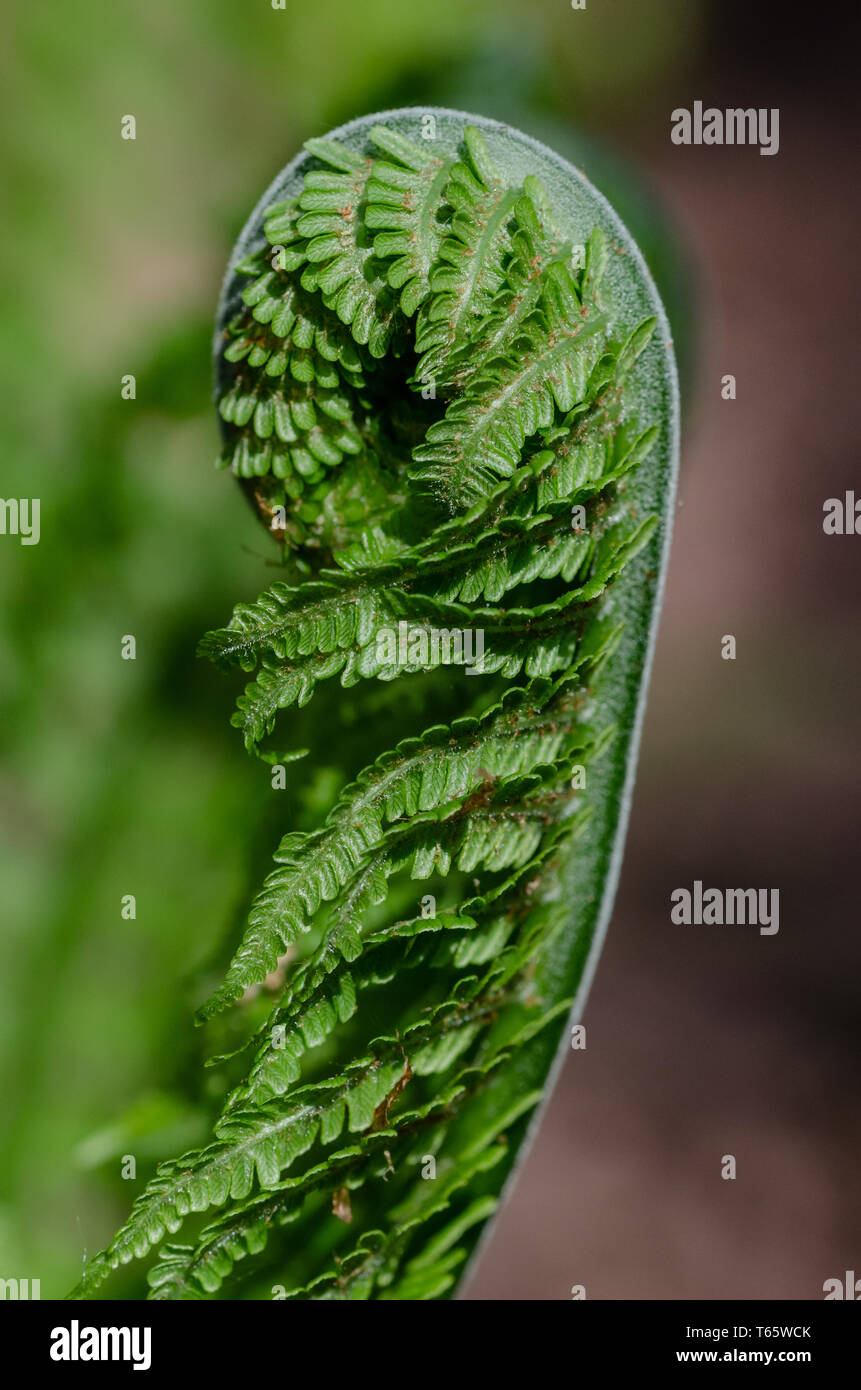 Blooming fern tree hi-res stock photography and images - Alamy