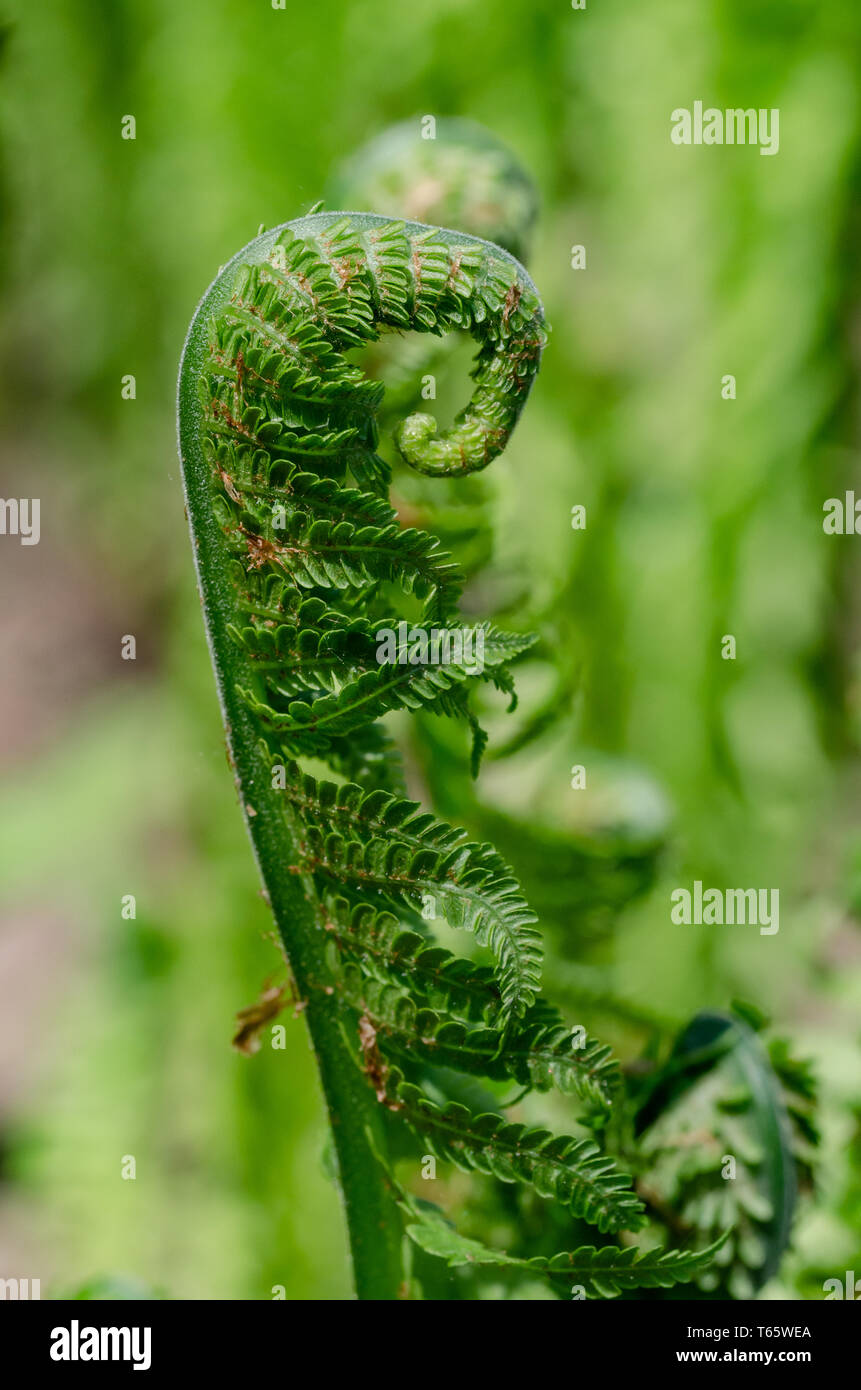 Fern color hi-res stock photography and images - Alamy
