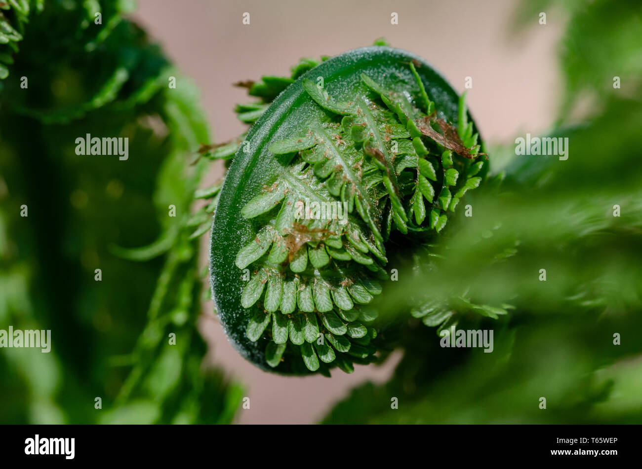 Fern color hi-res stock photography and images - Alamy