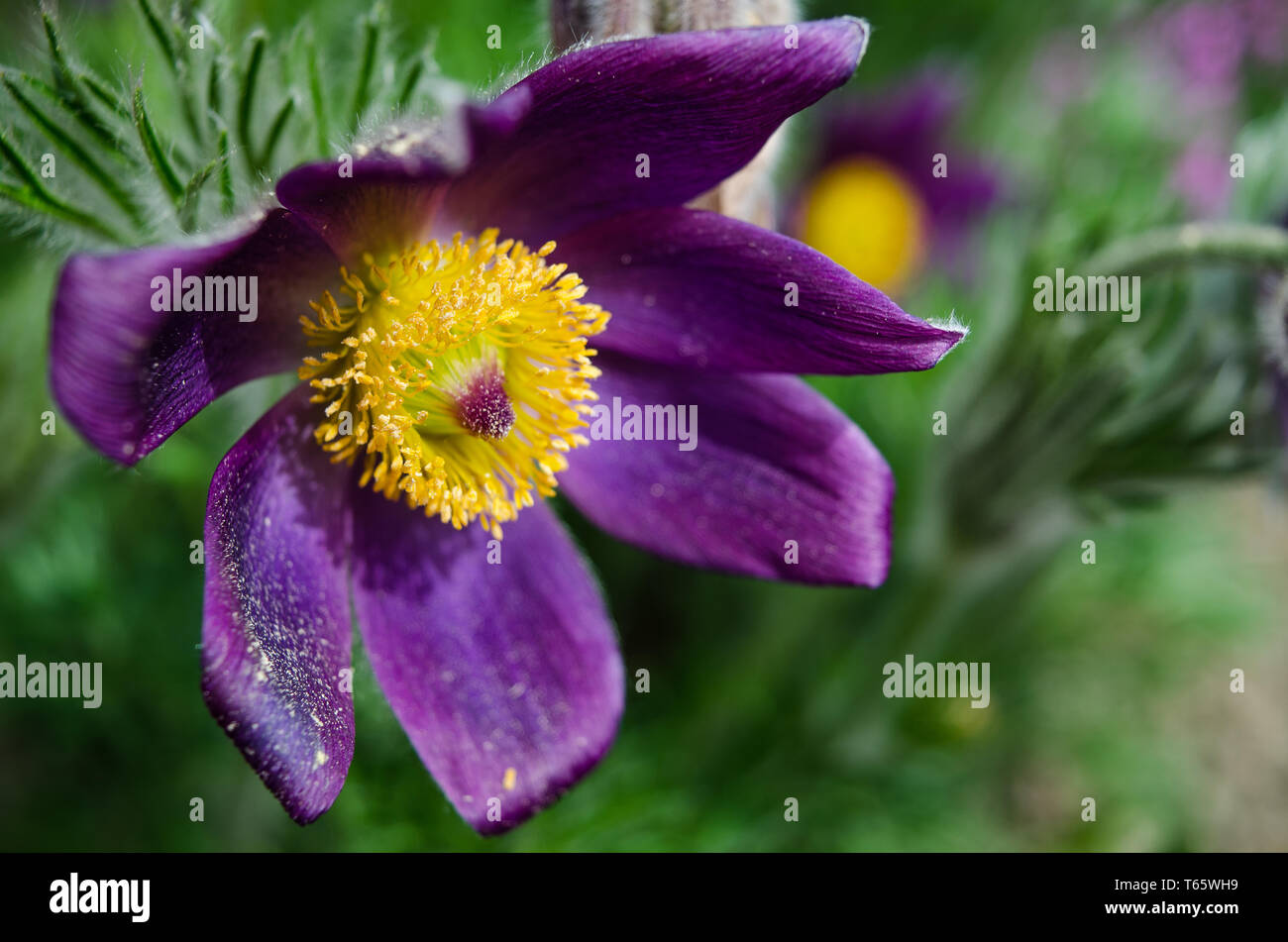 European pasqueflower, pasque flower Stock Photo - Alamy