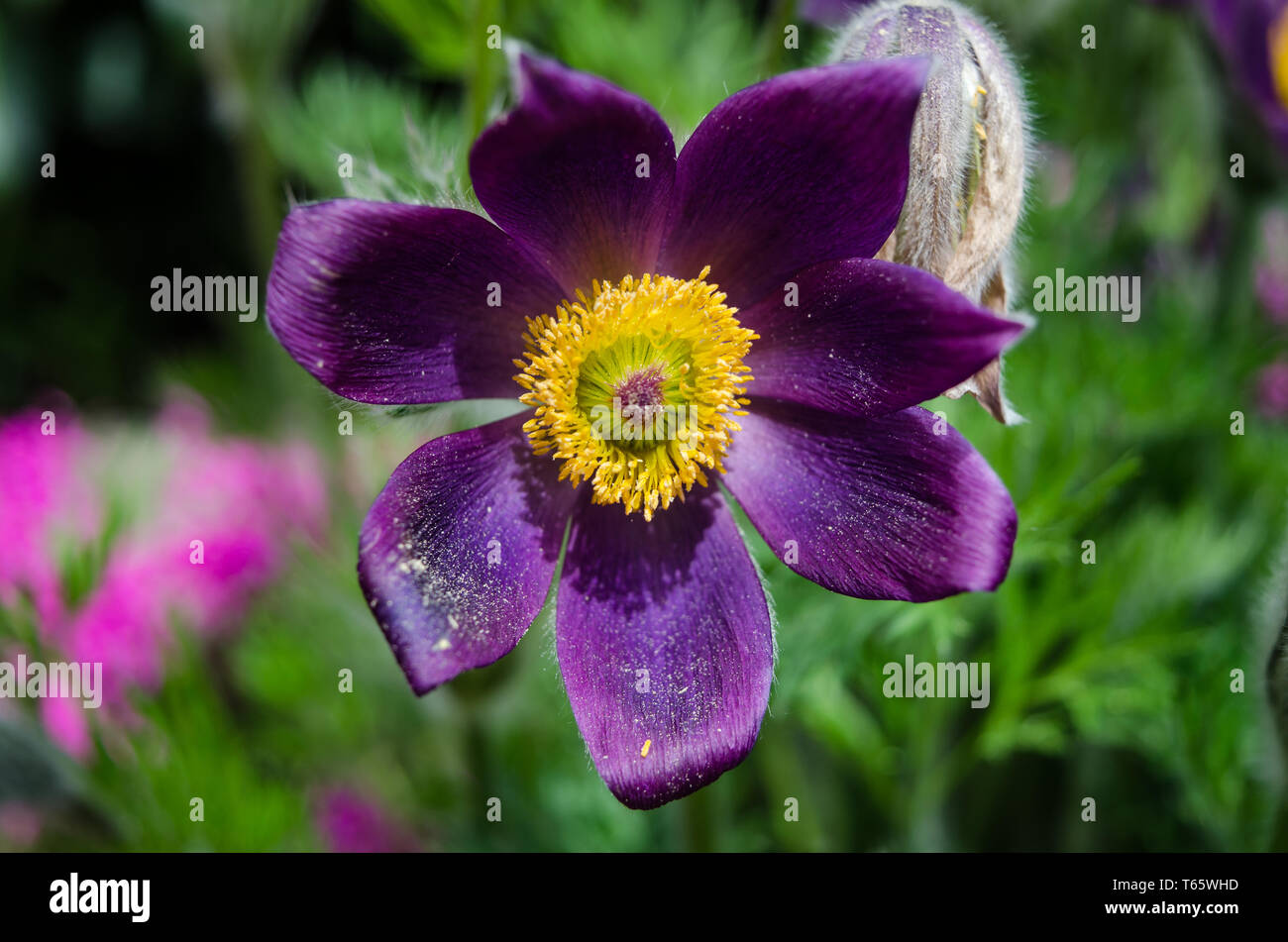 European pasque flower Stock Photo - Alamy