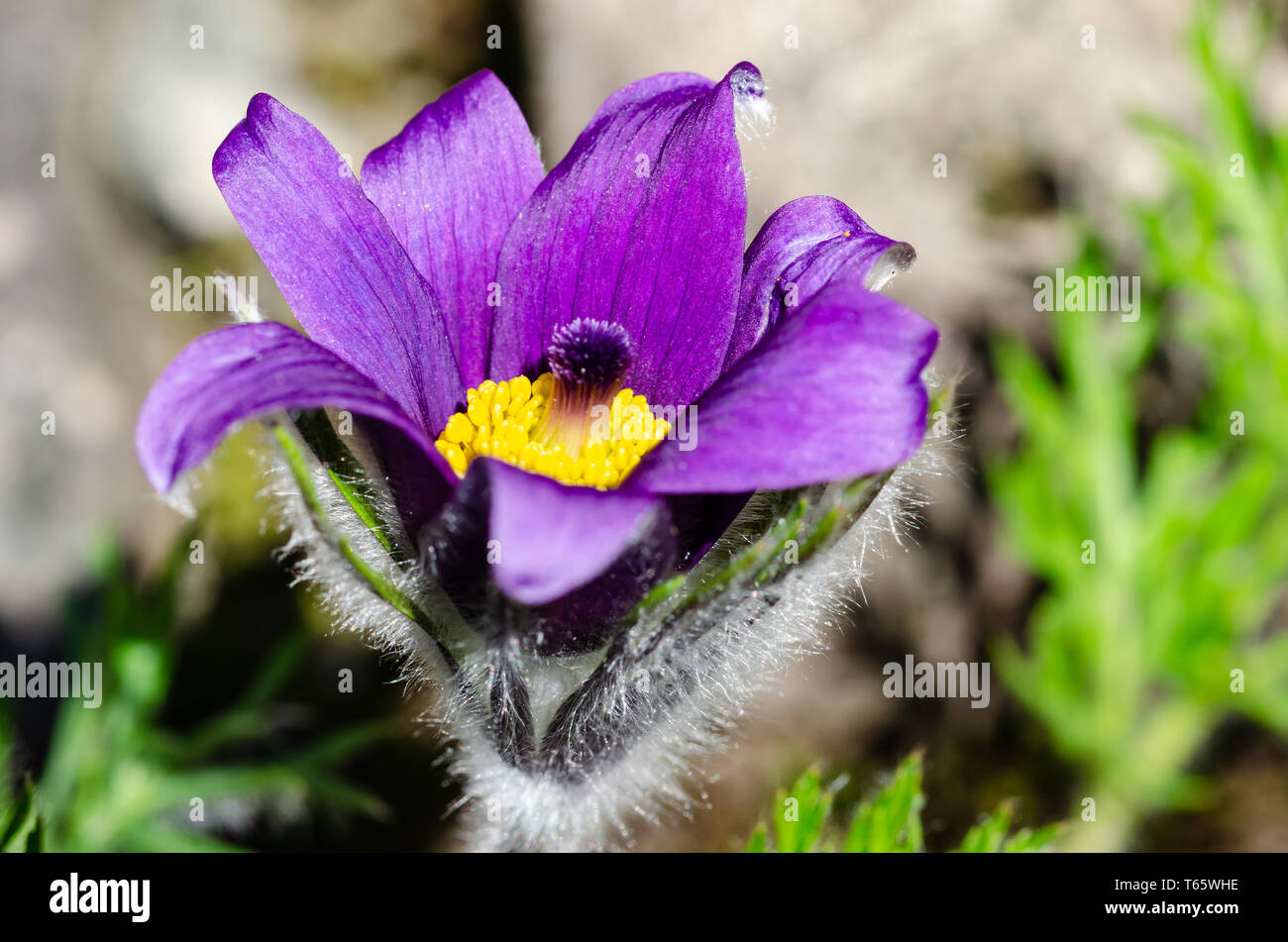 European pasqueflower, pasque flower Stock Photo - Alamy