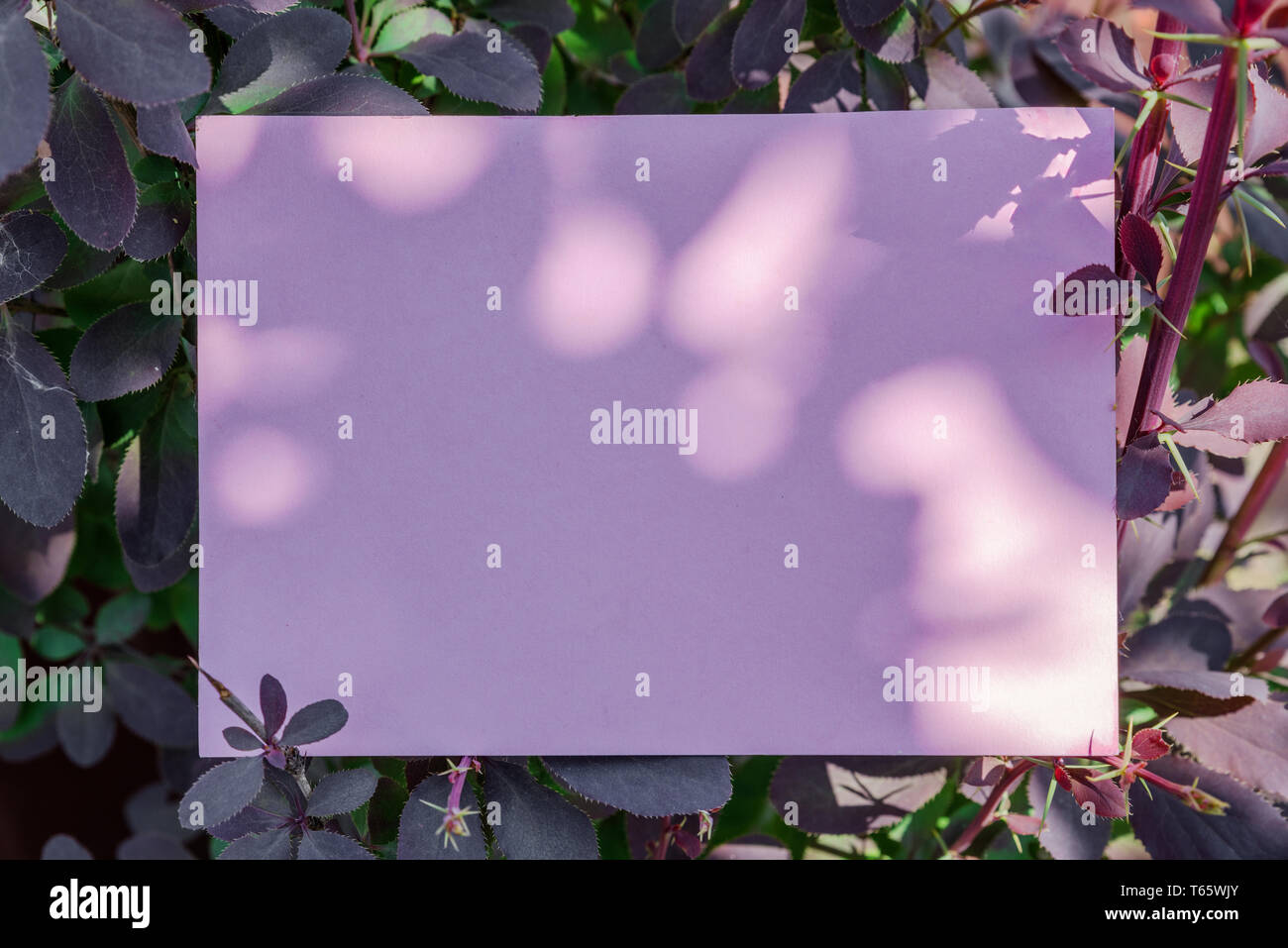 Pink paper blank between green leaves arranged as a frame Stock Photo ...