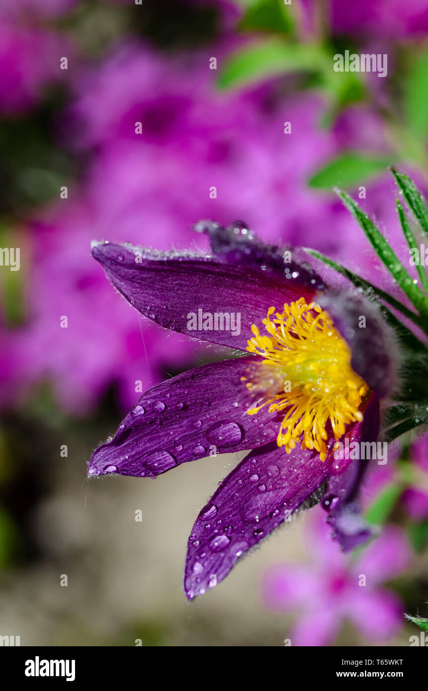 European Pasque Flower High Resolution Stock Photography and Images - Alamy