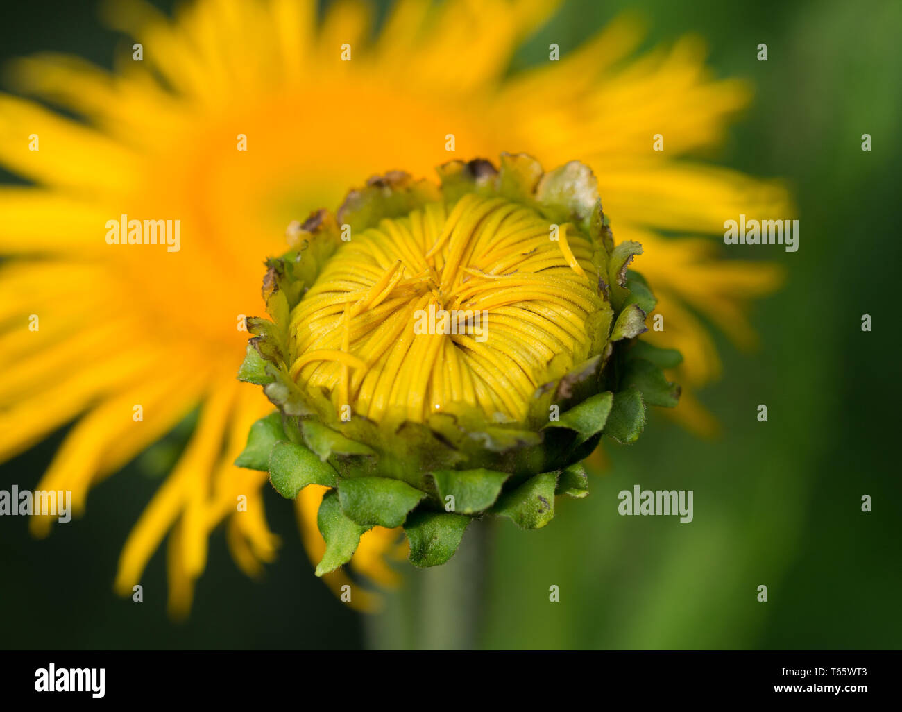 Part plant bud yellow hi-res stock photography and images - Alamy