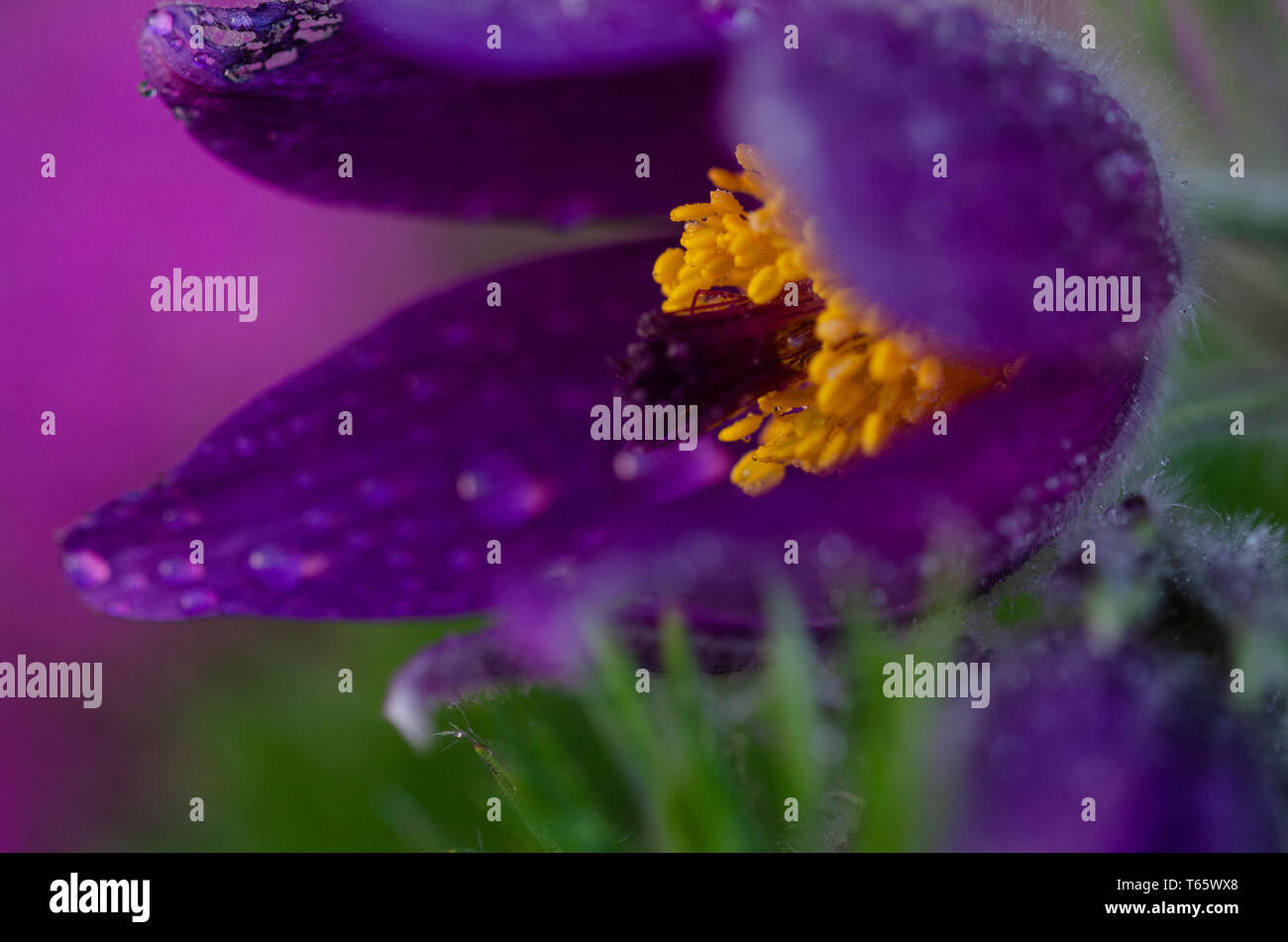 European pasque flower Stock Photo - Alamy