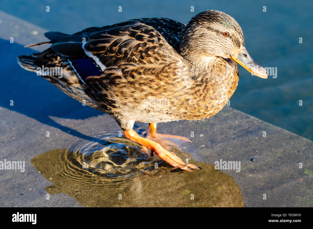 Duck mallard on shore hi-res stock photography and images - Alamy