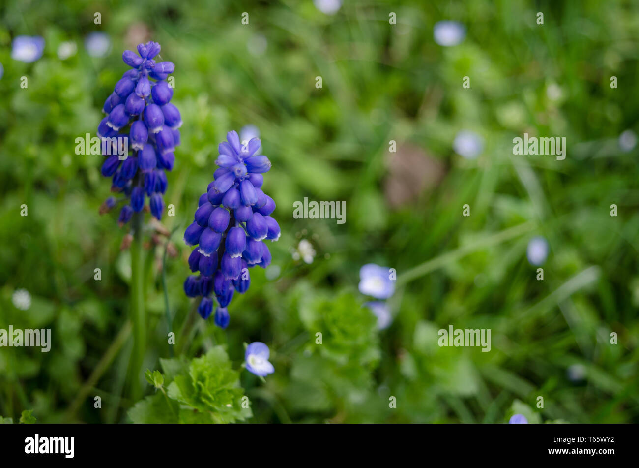Grape hyacinths, Muscari Stock Photo - Alamy