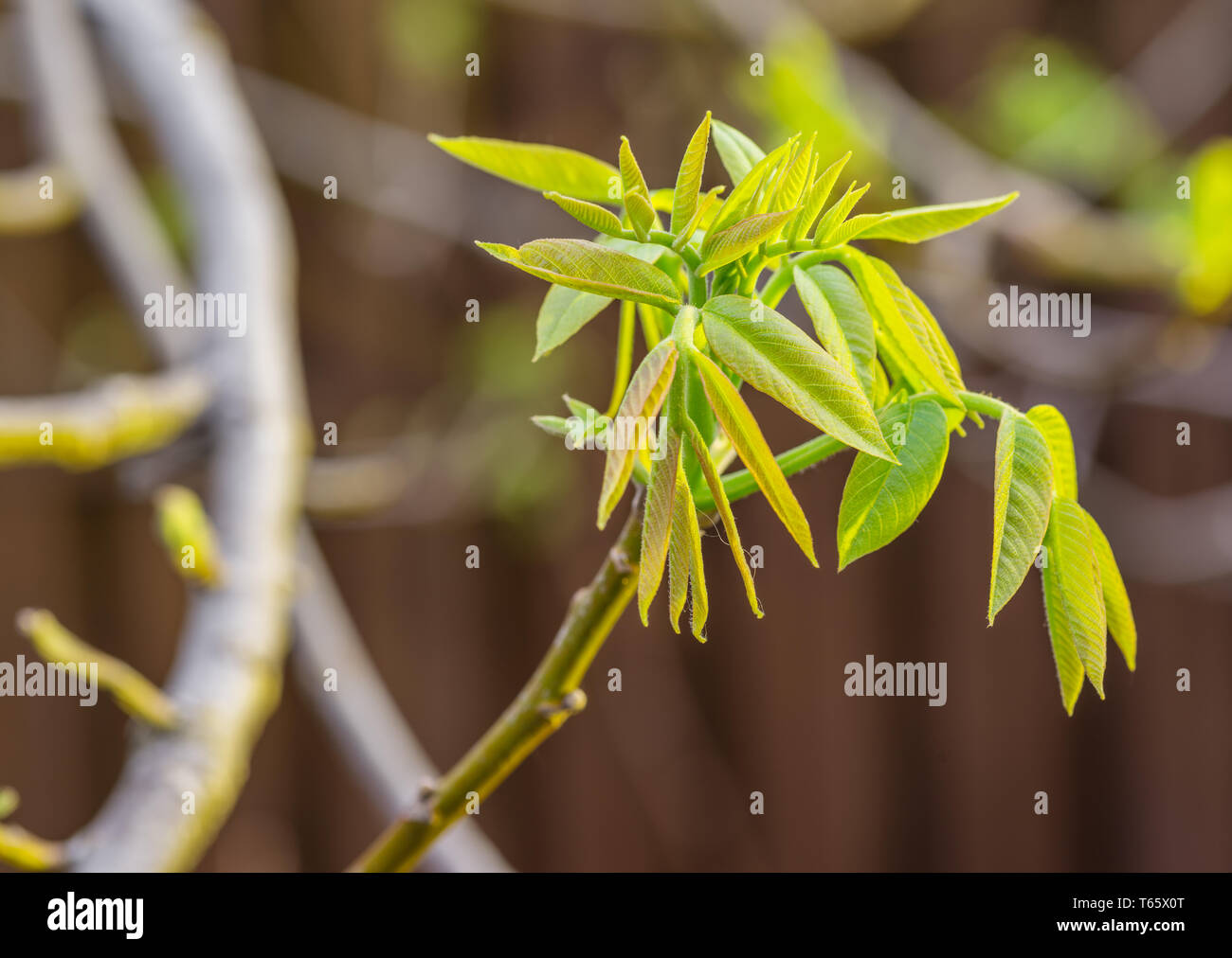 Freshly burst leaves of walnut tree close-up. Spring background Stock ...